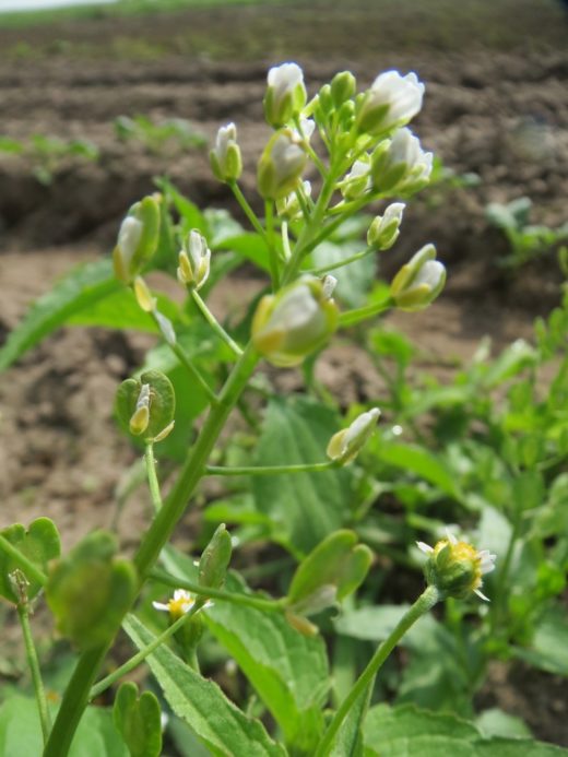 Ménorragie Hyperménorrhée Traitement Naturel efficace à base Plantes